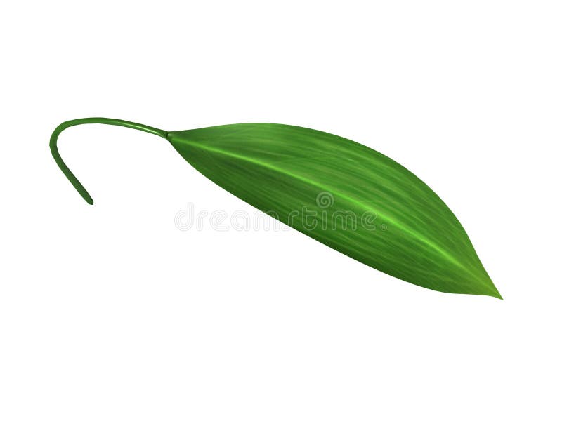 Broad leaf stock image. Image of leaf, isoalted, green - 57048629