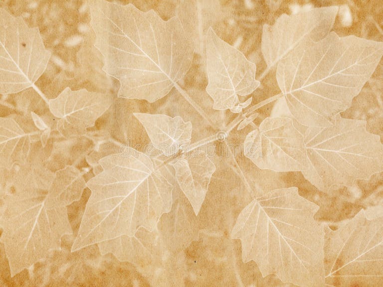 128 Leaf Watermark Stock Photos - Free & Royalty-Free Stock Photos from ...