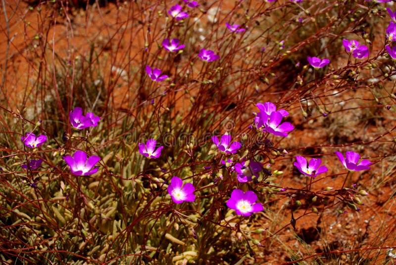 Broad-Leaf Parakeelya-bloemen in De Australische Woestijn Stock ...