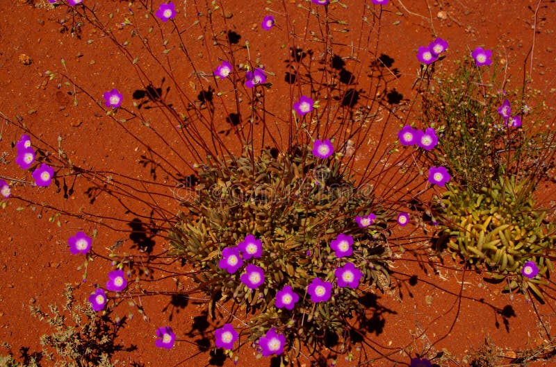 Broad-Leaf Parakeelya-bloemen In De Australische Woestijn Stock Foto ...