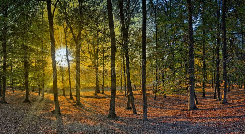 Broad Leaf Trees Forest at Autumn / Fall Sunlight Stock Image - Image ...