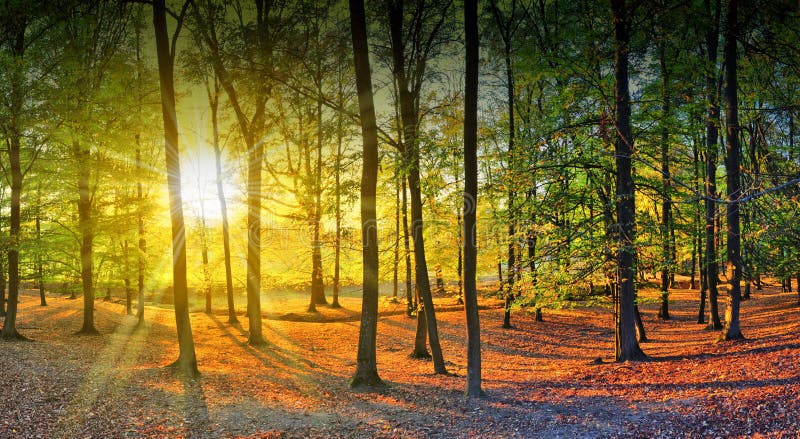 Broad Leaf Trees Forest at Autumn / Fall Sunlight Stock Photo - Image ...