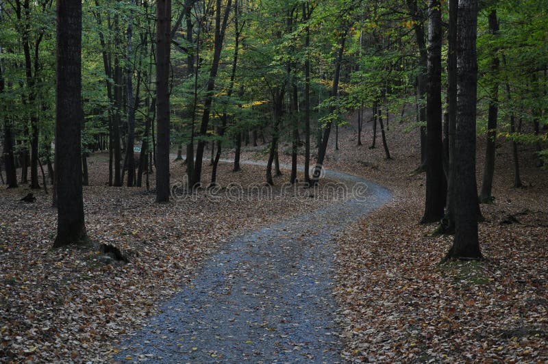 Broad Leaf Trees Forest at Autumn / Fall Stock Photo - Image of leaf ...