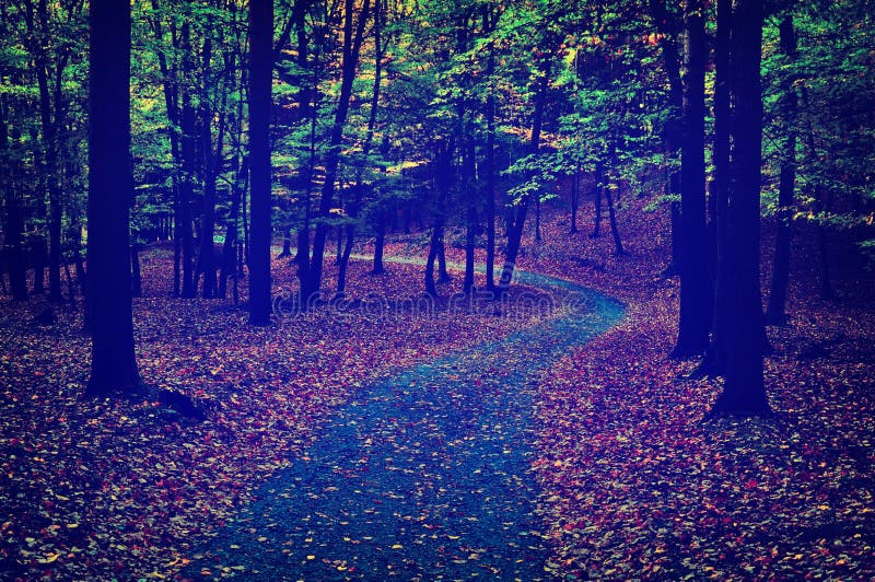 Broad Leaf Trees Forest at Autumn / Fall Sunlight Stock Image - Image ...