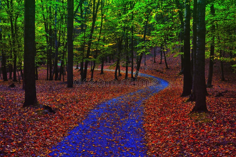 Broad Leaf Trees Forest at Autumn / Fall Sunlight Stock Image - Image ...