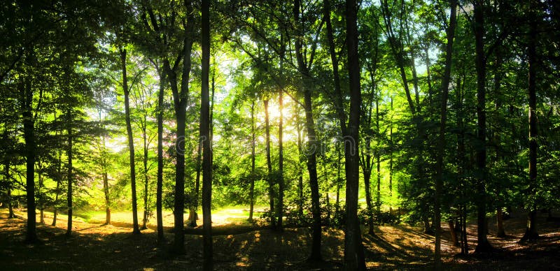 Broad Leaf Trees Forest with Green Backlit Leafs at Summer Daylight ...