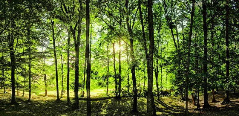 Broad Leaf Trees Forest with Green Backlit Leafs at Summer Daylight ...