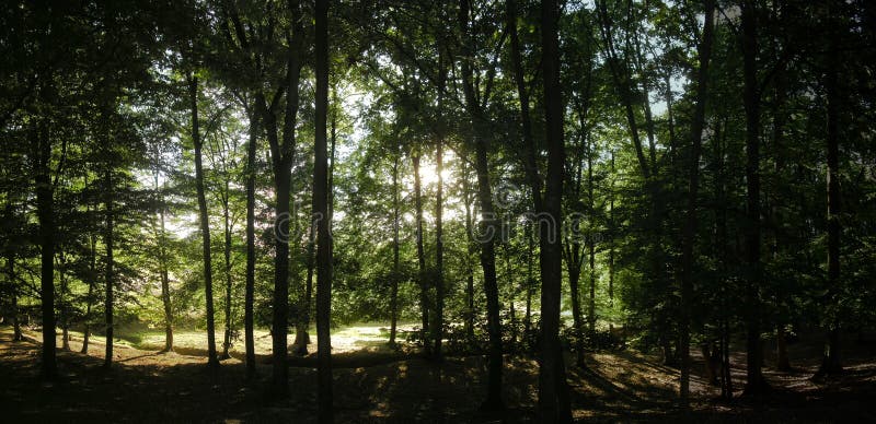Broad Leaf Trees Forest with Green Backlit Leafs at Summer Daylight ...