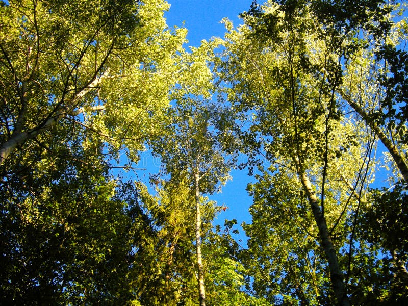 Broad Leaf Trees with Green Backlit Leafs and Blue Sky on Background at ...