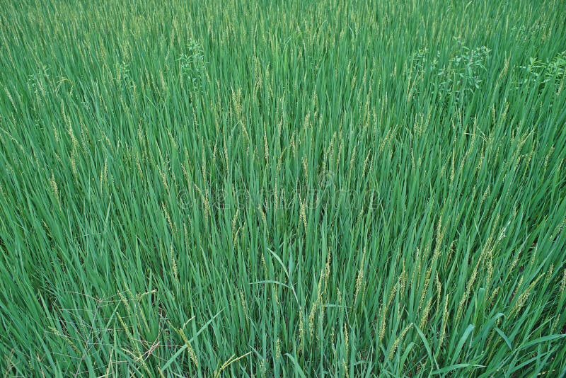 Broad Leaf Weed in Rice Field, Goose Weed Stock Photo - Image of ...