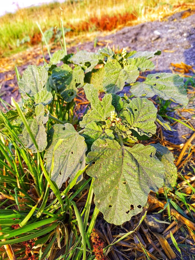 Broad-leafed Shrub.forest Bush Stock Image - Image of garden, green ...
