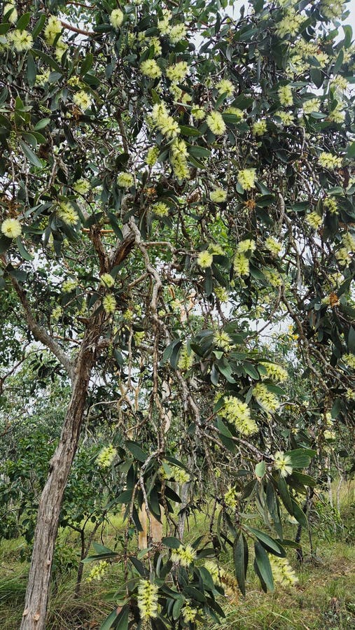 Broad Leafed Tea Tree, or Broad Leafed Paperbark Stock Image - Image of ...