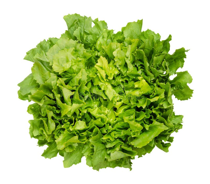 Broad Leaved Endive, Escarole, Isolated from Above, Over White Stock ...