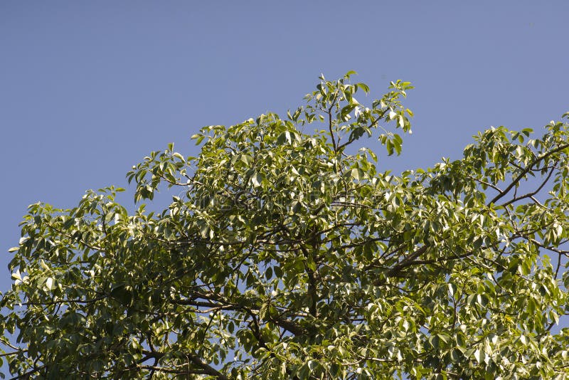 Broad Leaved Forest Tree with Blue Sky in the Background Stock Photo ...