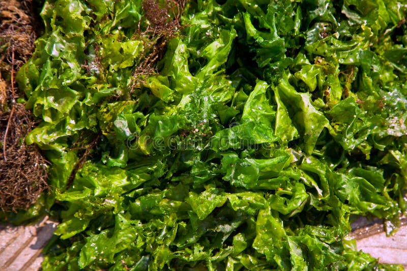 Broad-leaved Fresh Green Algae, Pieces of Seaweed from the Sea Stock ...