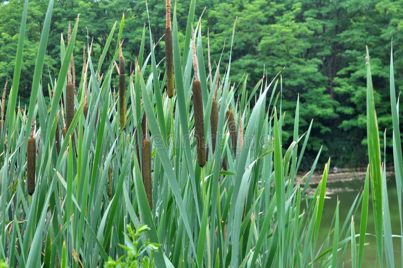 Broad-leaved Rush (Typha Latifolia) Grows on the Shore of the Reservoir ...