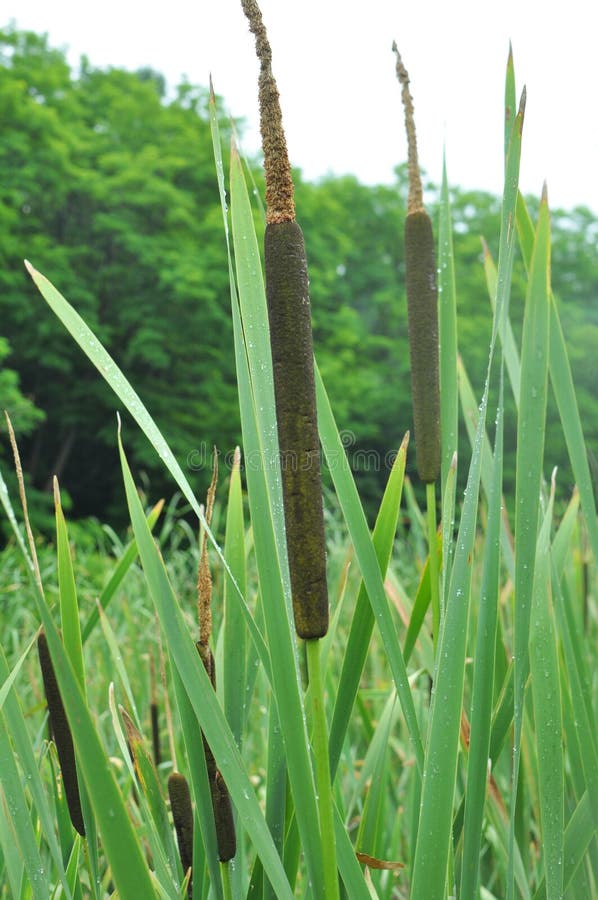 Broad-leaved Rush (Typha Latifolia) Grows on the Shore of the Reservoir ...