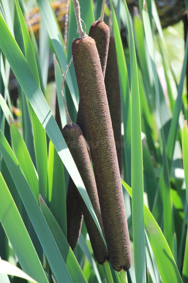Broad-leaved Rush (Typha Latifolia) Grows on the Shore of the Reservoir ...
