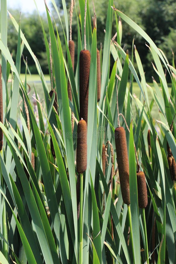 Broad-leaved Rush (Typha Latifolia) Grows on the Shore of the Reservoir ...