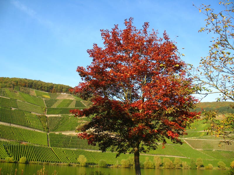 Broad-leaved Tree in Autumn Stock Image - Image of hillside, river ...