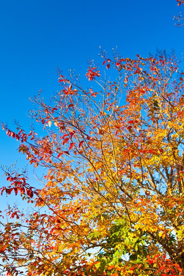 Broad-leaved Tree in Autumn Stock Photo - Image of orange, bright: 25324328