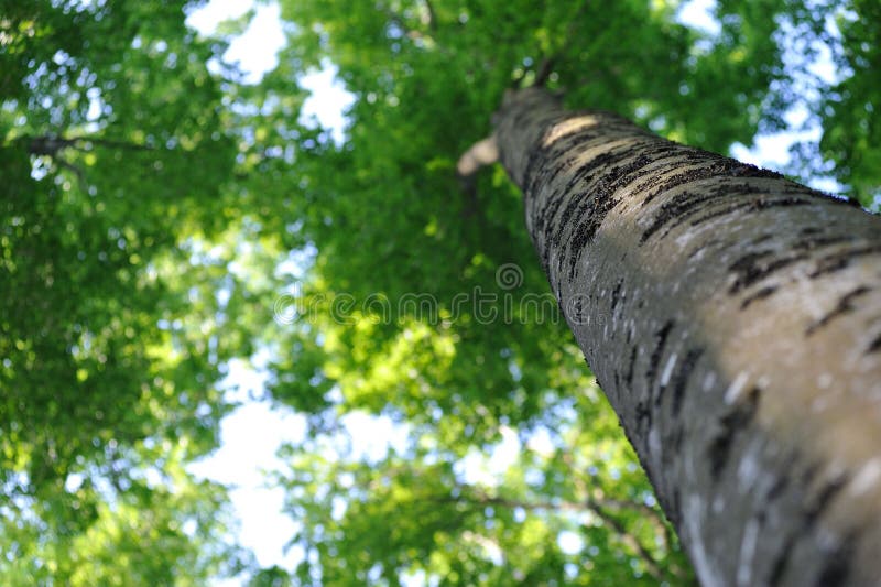 Deciduous Broad-leaved Tree Stock Image - Image of green, greenery ...