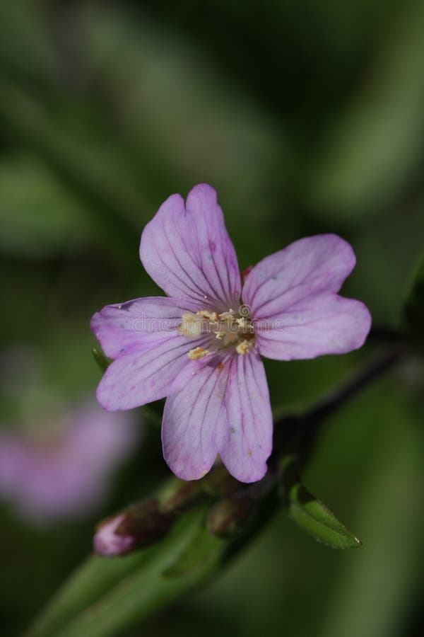Broad Leaved Willowherb Flower Stock Image - Image of herbaceous ...