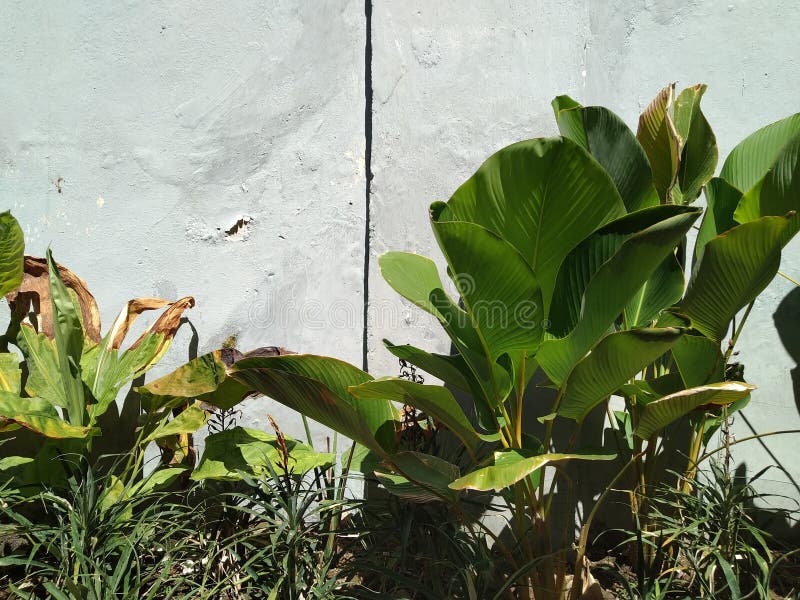 Broad Leaves stock photo. Image of ripple, foliage, jungle - 301703208