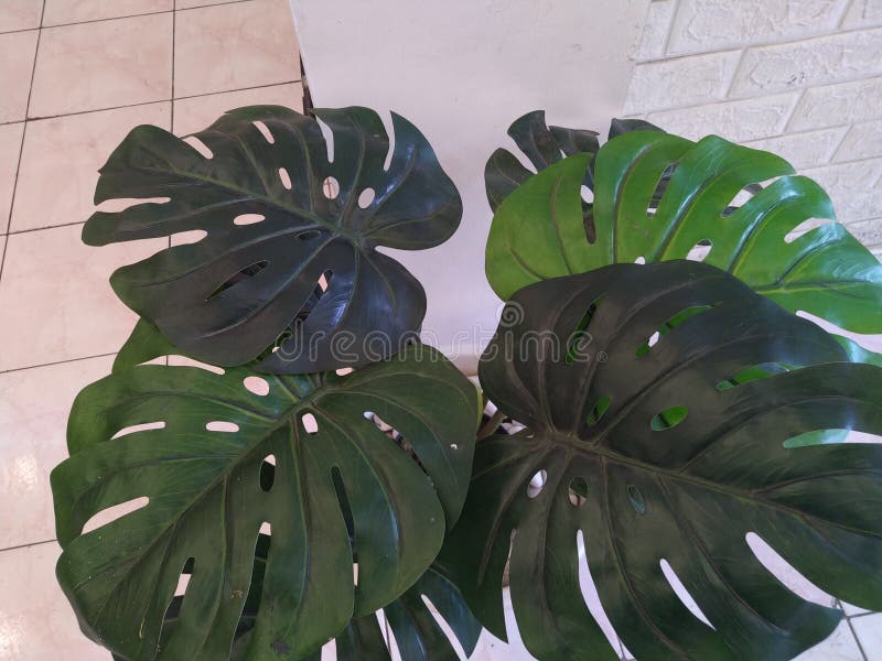 Broad Leaves stock image. Image of nature, pattern, outdoors - 301703729