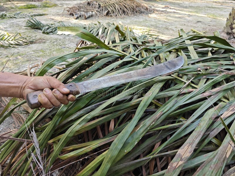 Broad Long Bladed Knife Use Agriculture Cutting Stock Photos - Free ...