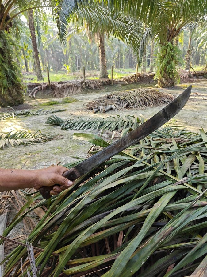 The Broad Long-bladed Knife Use in Agriculture Cutting. Stock Photo ...