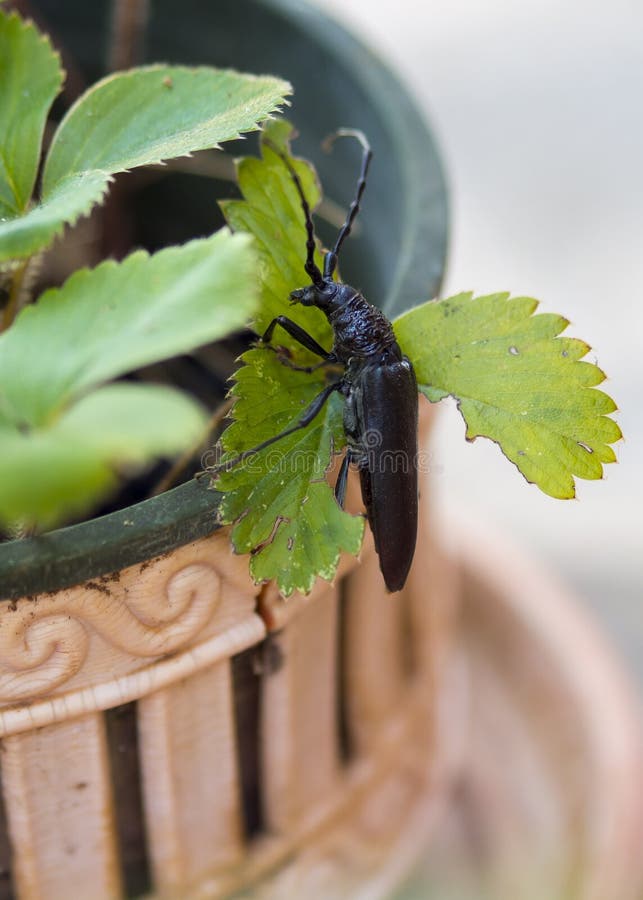 Broad-necked Root-borer stock image. Image of borer - 227897251