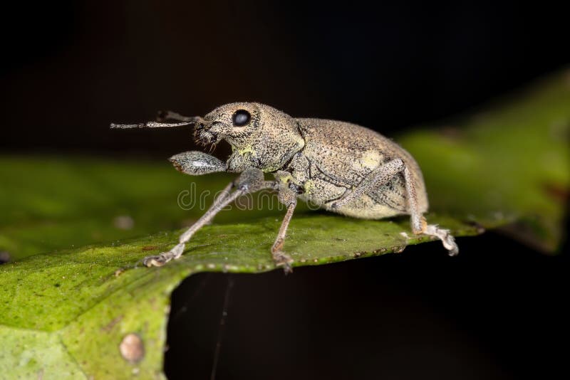 Broad-nosed Weevil stock photo. Image of leaf, brazil - 195697906