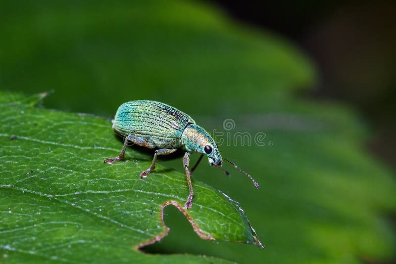 Polydrusus Sericeus, Green Immigrant Leaf Weevil, Blue Bug Stock Image ...