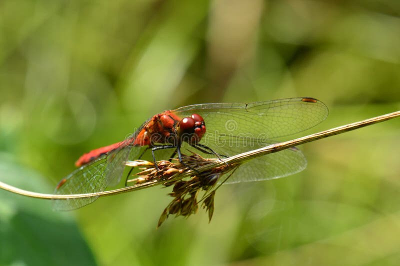 Broad Scarlet Darter 1 stock image. Image of vibrant - 44263355