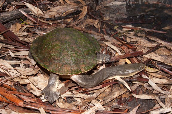 Broad shelled River Turtle stock photo. Image of aquatic - 189381436