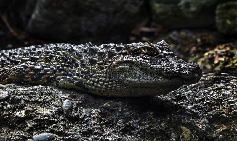 Broad-snouted caiman stock photo. Image of skin, reptile - 65634988