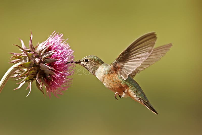 Broad-tailed Hummingbird Female (Selasphorus Platycercus) Stock Photo ...