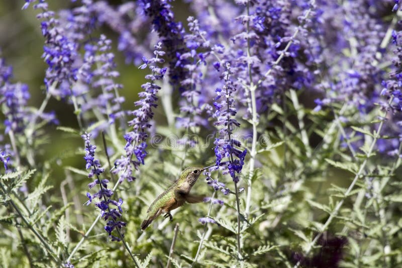 Russian Sage Hummingbird Stock Photos - Free & Royalty-Free Stock ...
