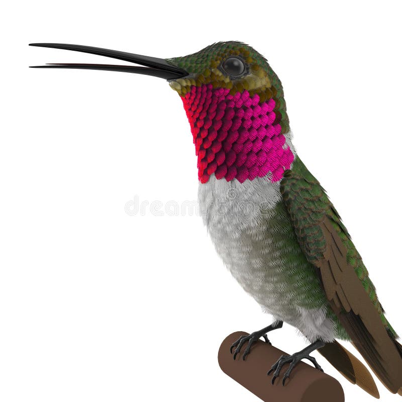Broad Tailed Hummingbird Sitting on Branch 3D Illustration Isolated ...
