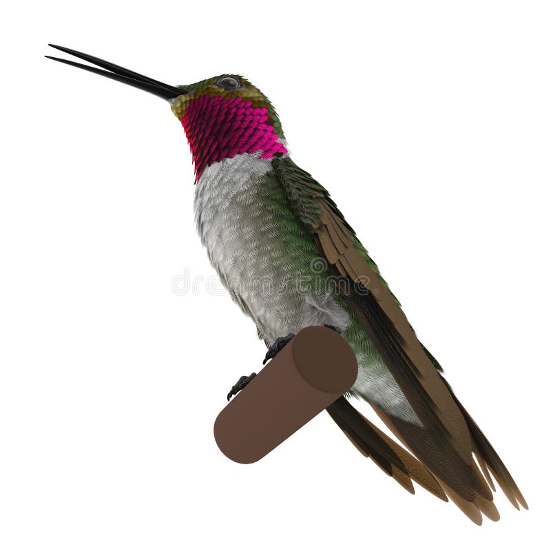 Broad Tailed Hummingbird Stock Illustrations – 40 Broad Tailed ...