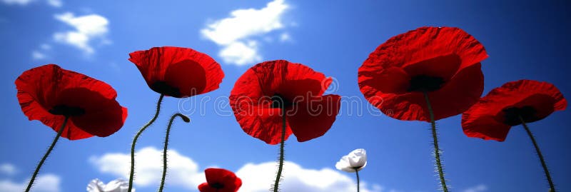 A Broad View of a Meadow Adorned with Spring Flowers Stock Image ...