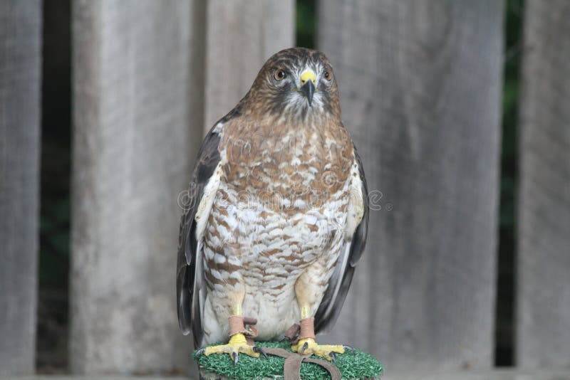 Broad-wing hawk on perch stock image. Image of tether - 58268809