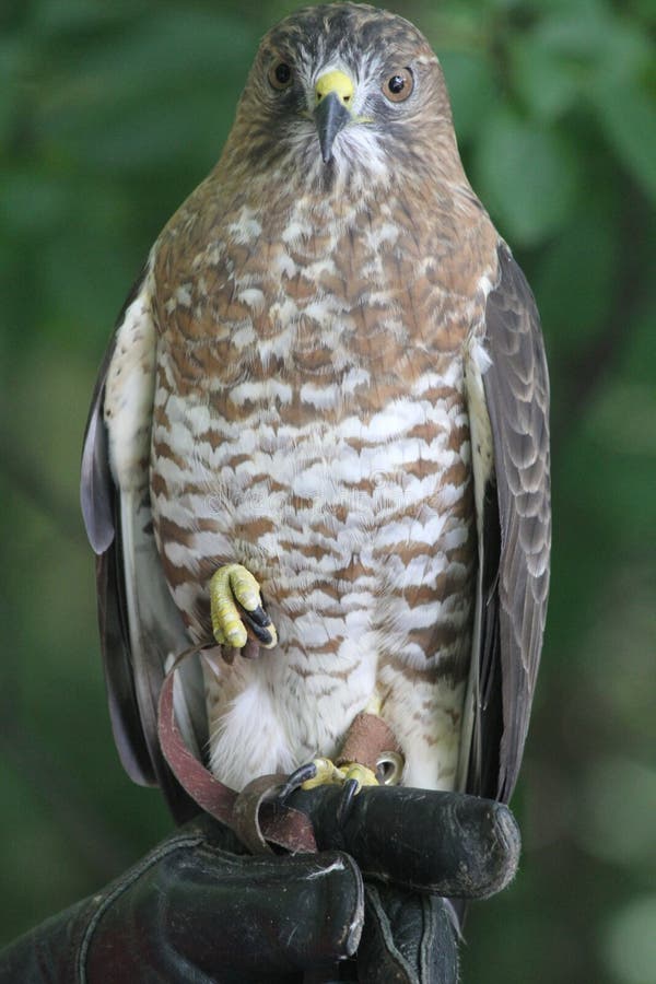 Broad-wing hawk stock image. Image of outdoor, adult - 58268769