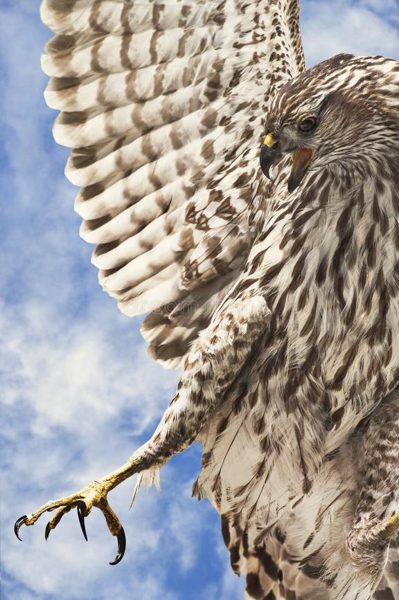 Broad-winged Hawk stock image. Image of swoop, feathers - 20541273