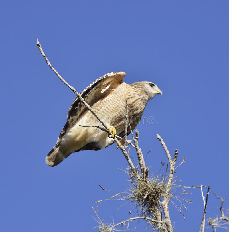 Broad-Winged Hawk stock photo. Image of branch, plant - 35958500