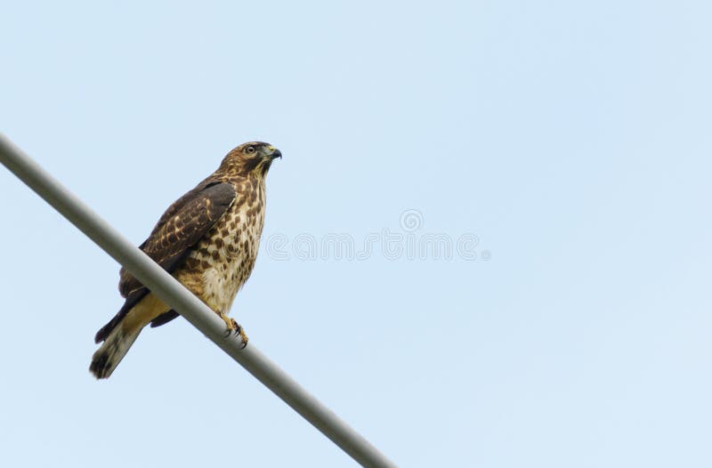 Broad Winged Hawk Against Light Blue Open Sky. Stock Image - Image of ...