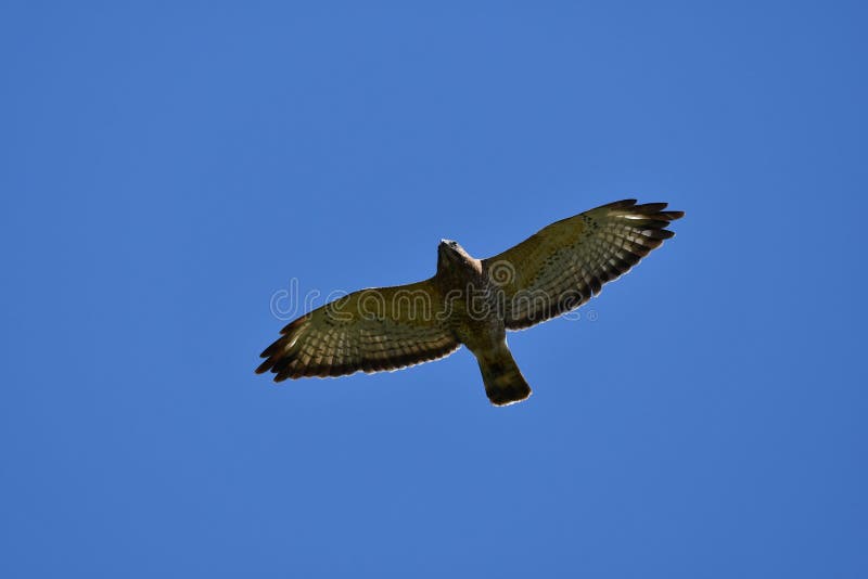 Broad-winged Hawk Bird in Flight with Wings Spread Stock Image - Image ...
