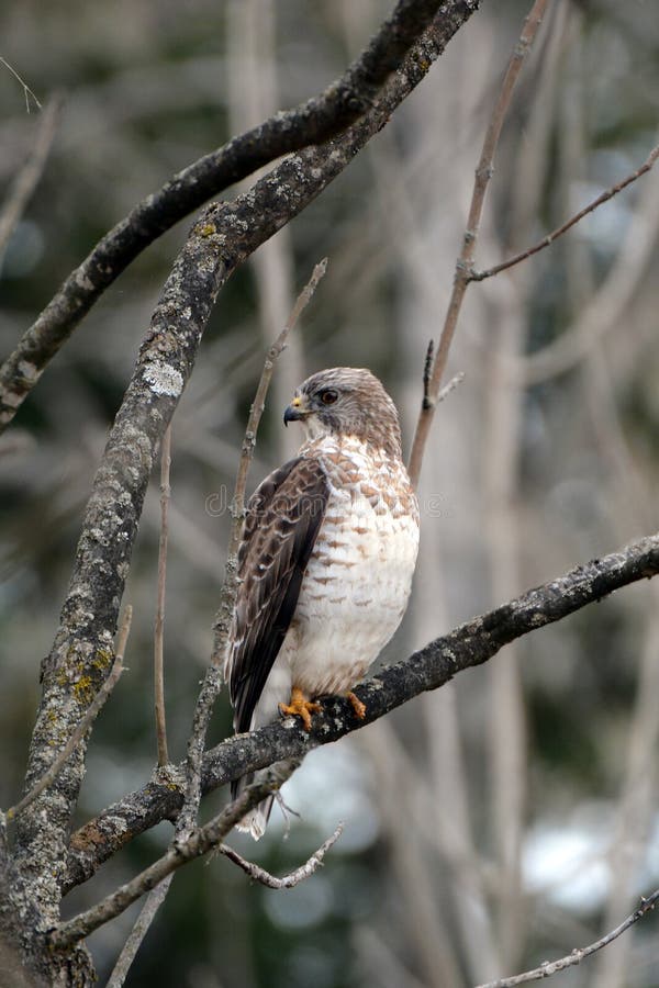 Broad-winged Hawk Bird Sits Perched in the Forest Stock Image - Image ...