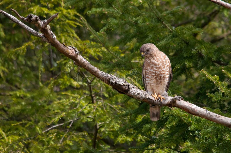 Broad-winged Hawk stock photo. Image of raptor, bird - 36823756